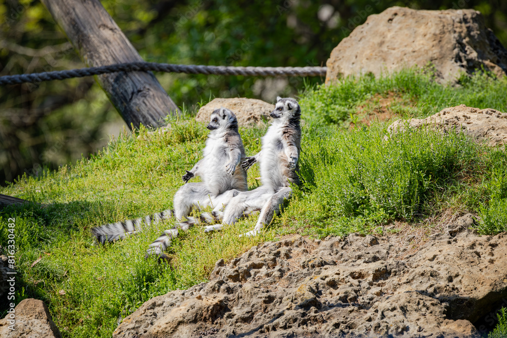 Lemurs from Madagascar sunning themselves at a zoo in Alabama. Stock ...