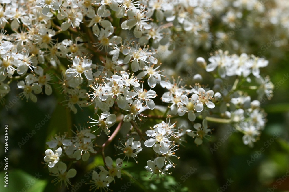 Photinia glabra (Japanese photinia) flowers. Rosaceae evergreen tree ...