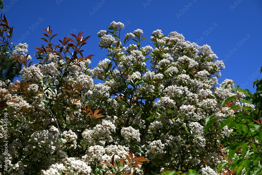 Photinia glabra (Japanese photinia) flowers. Rosaceae evergreen tree ...