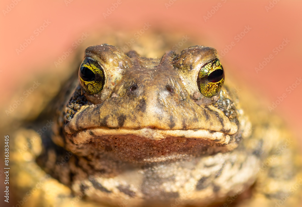 Close up with an American Toad (Anaxyrus americanus). Bumpy and wrinkly ...