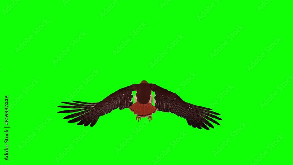 Red Tailed Hawk Raptor Bird - Flying Loop - Back View Close Up - Green ...