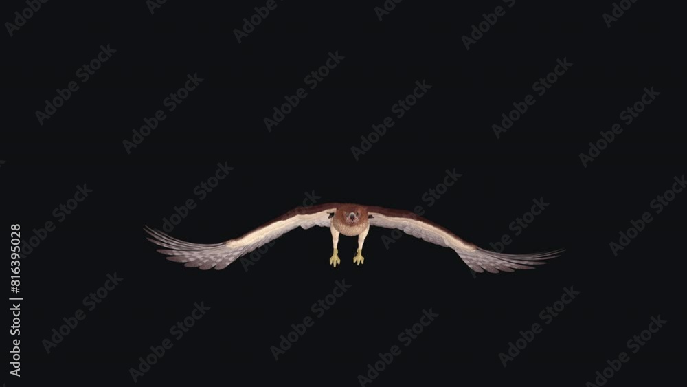 Red-Tailed Hawk Raptor Bird - Flying Loop - Front View Close Up - Alpha ...