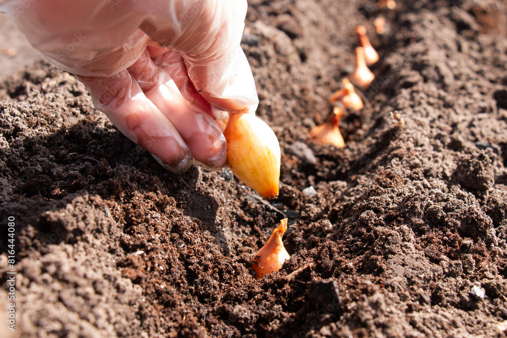 Planting onions of onions in the ground. Onion in a female hand. The ...