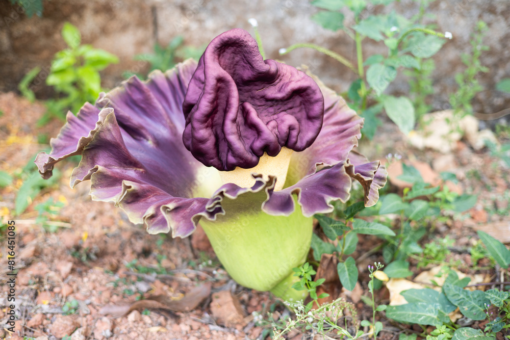 beautiful purple flowers of Amorphophallus paeoniifolius, elephant foot ...