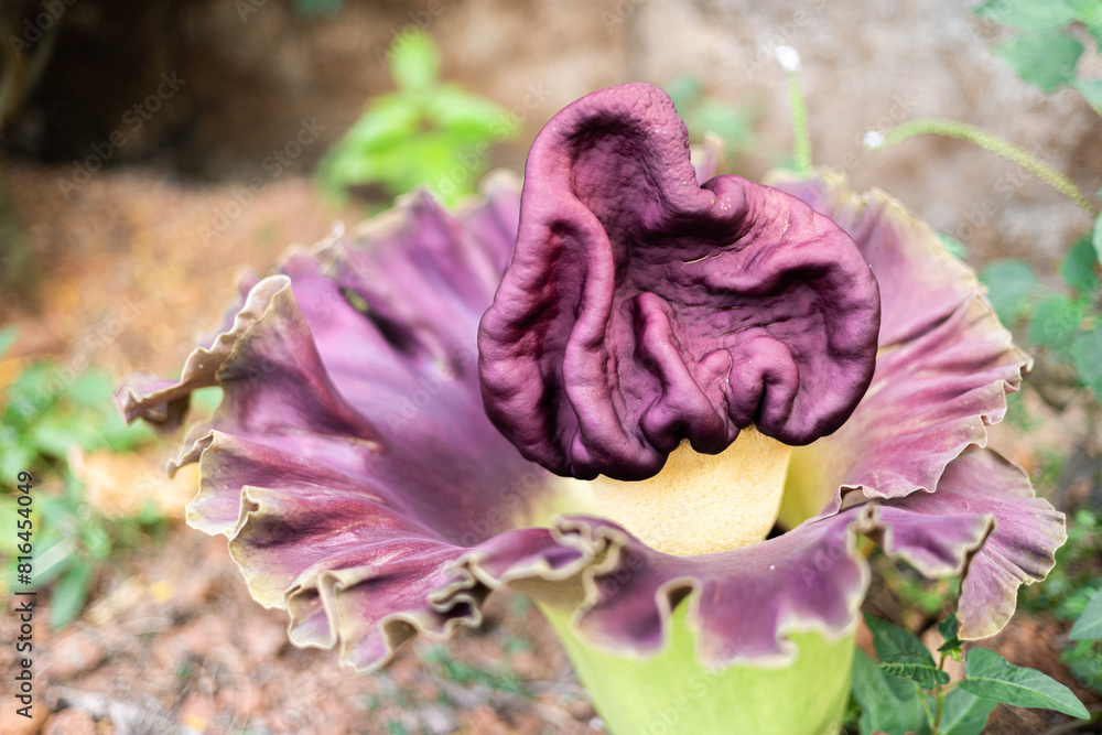 beautiful purple flowers of Amorphophallus paeoniifolius, elephant foot ...