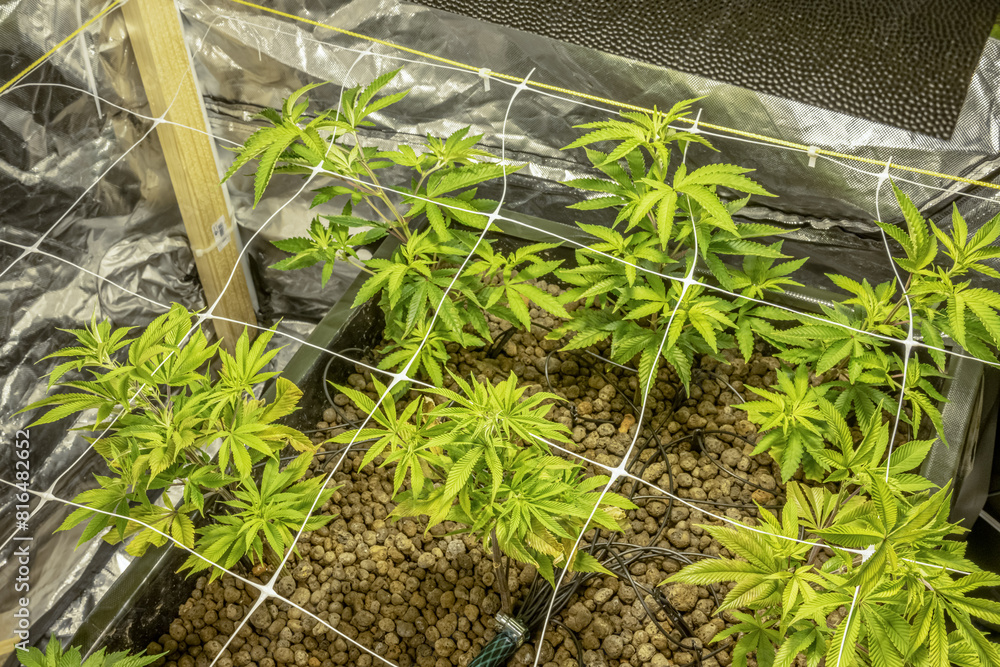 SoG Sea of Green net hemp cultivation technique Growing pot in growtent indoor Vegetative stage ...
