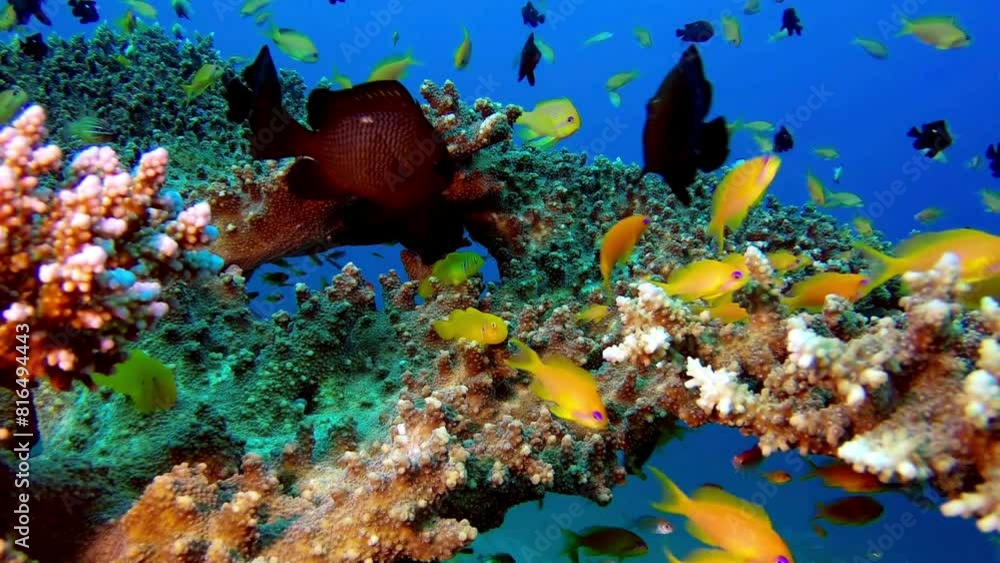 Underwater Beauty, Marine Wonderland, Coral Reefs, Ocean Depths, Sea ...
