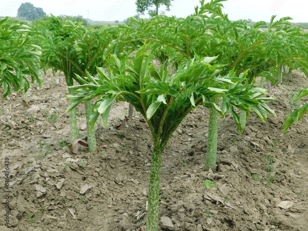 Amorphophallus muelleri Blume farm field also known as porang, iles ...