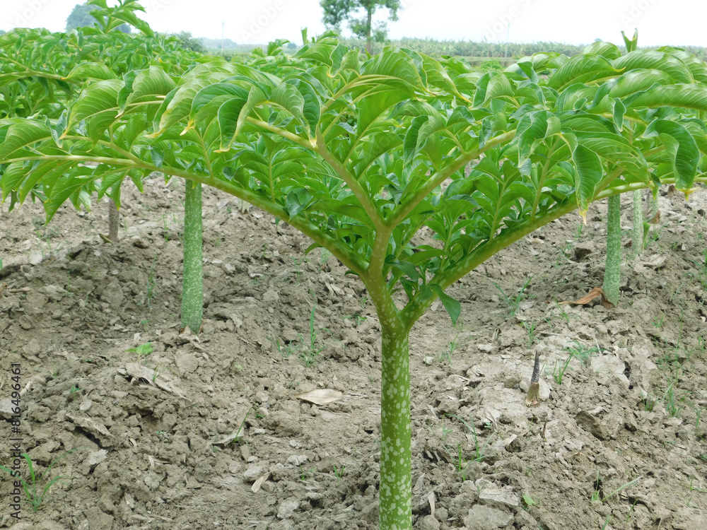 Amorphophallus muelleri Blume farm field also known as porang, iles ...
