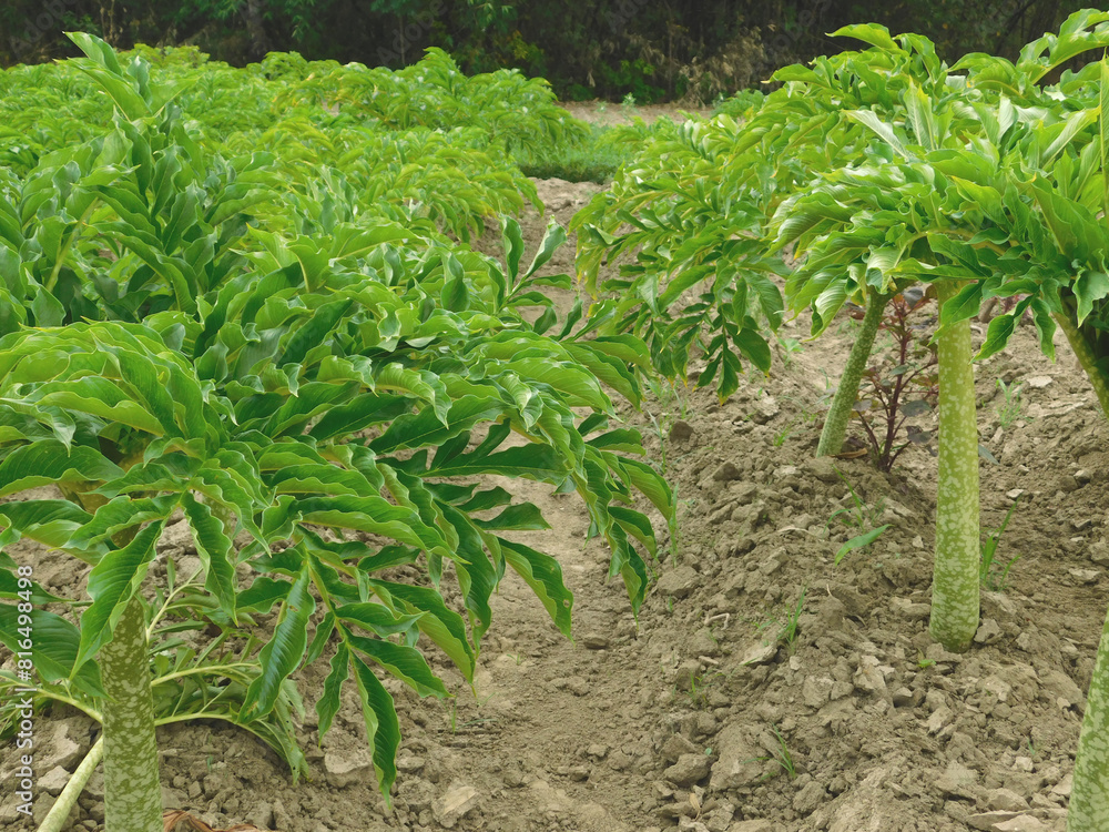 Porang plant Amorphophallus also known as konjac elephant yam konjak ...