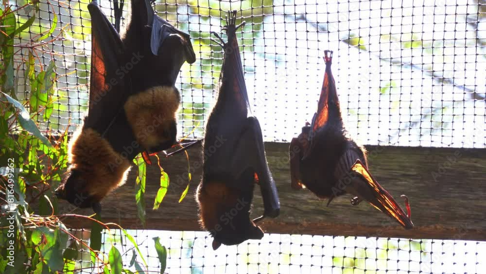 Native Australian bat species, a camp of little red flying fox ...
