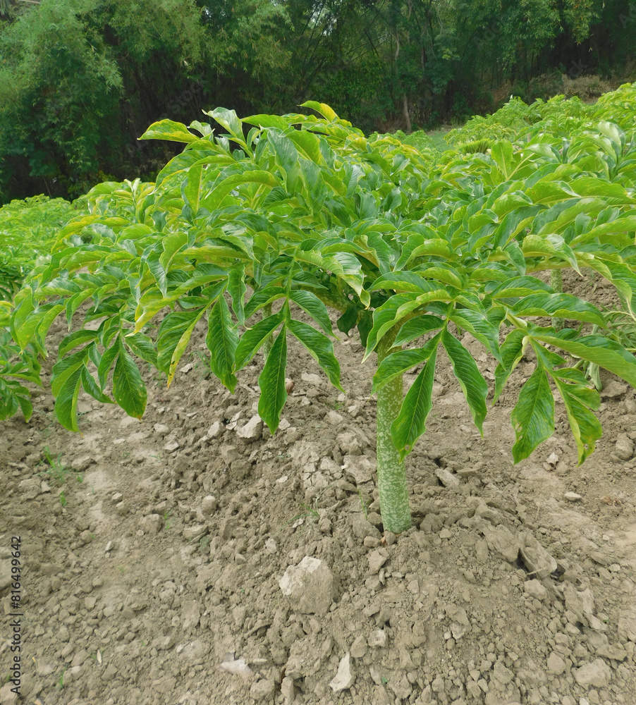 Porang farm or Amorphophallus muelleri Blume also known as porang, iles ...
