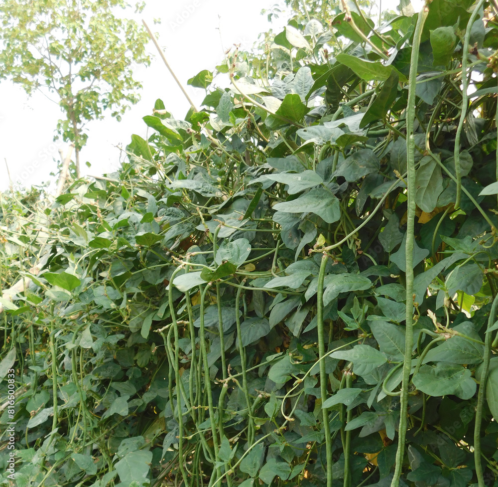 Long beans, cow pea, Vigna unguiculata subsp. sesquipedalis plant as ...