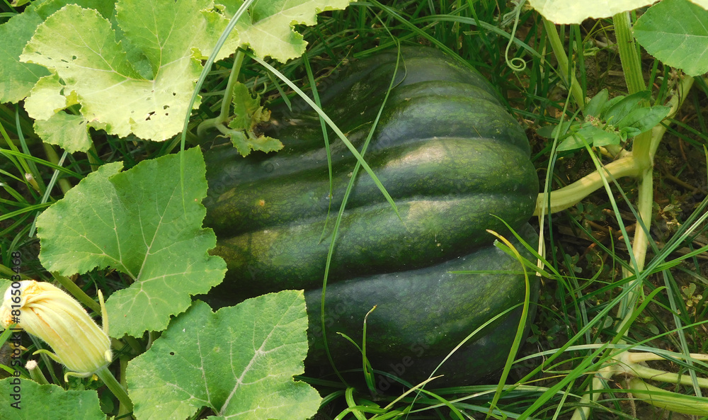 Cucurbita pepo is a cultivated plant of the genus Cucurbita. It yields ...