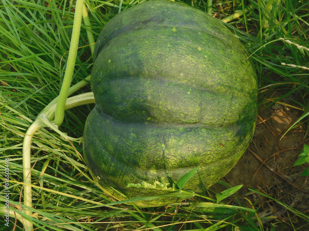 Cucurbita pepo is a cultivated plant of the genus Cucurbita. It yields ...