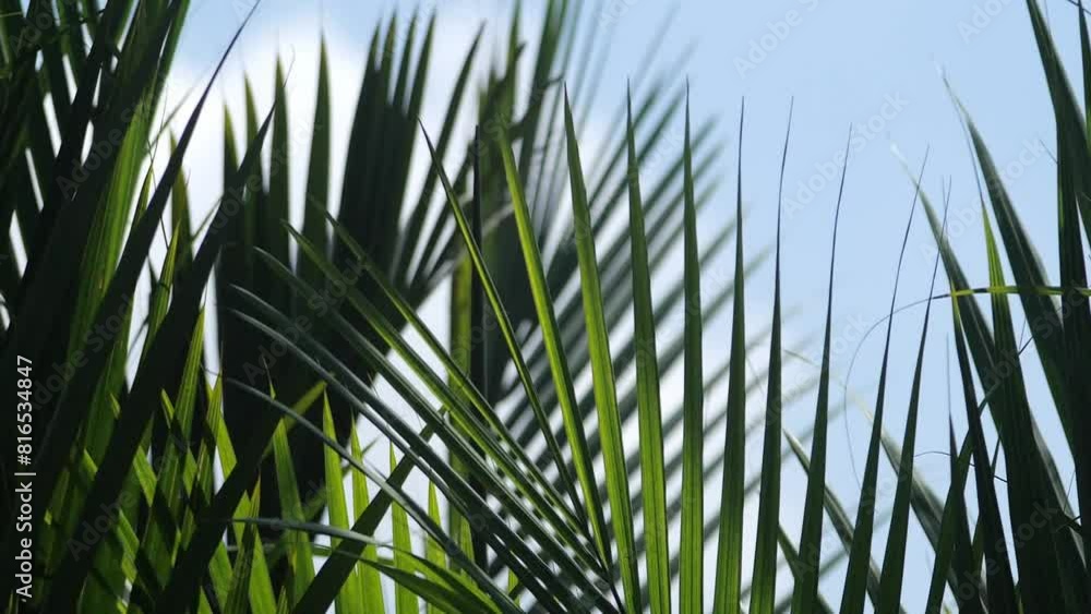 Nypa, Atap palm, Nipa palm, Mangrove palm background natural leaf green ...