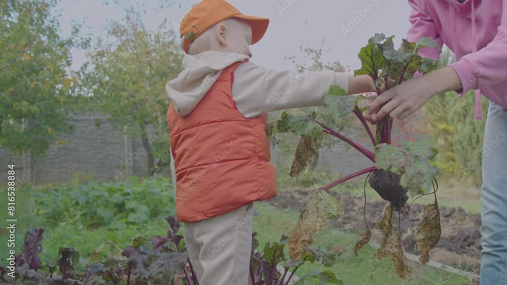 Child enjoy garden, pull out beetroot from ground with enthusiasm ...