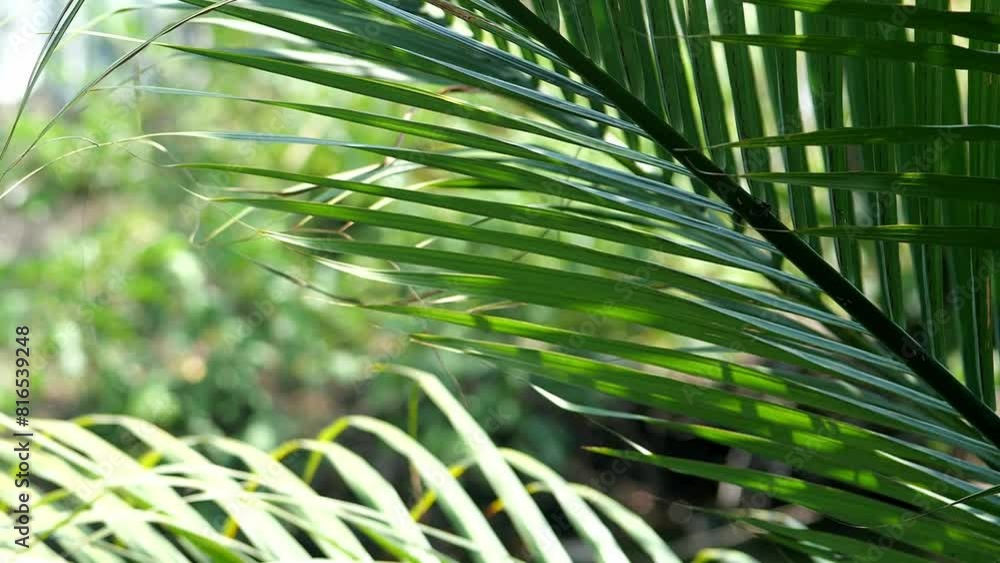 palm tree leaves Nypa, Atap palm, Nipa palm, Mangrove palm background ...