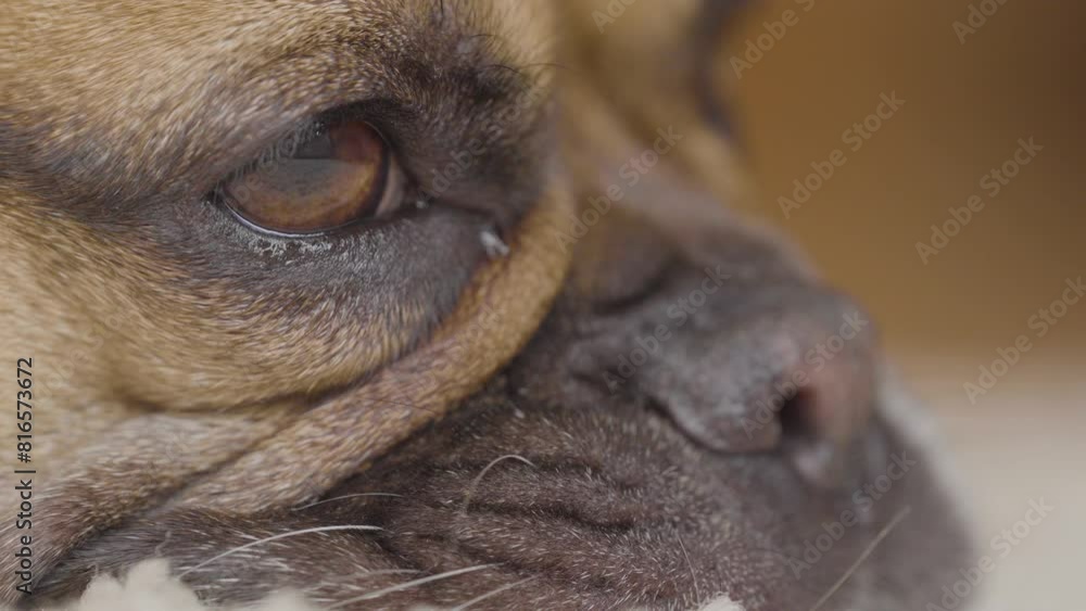 A close-up of a dog's face, focusing on its eye and part of its muzzle ...