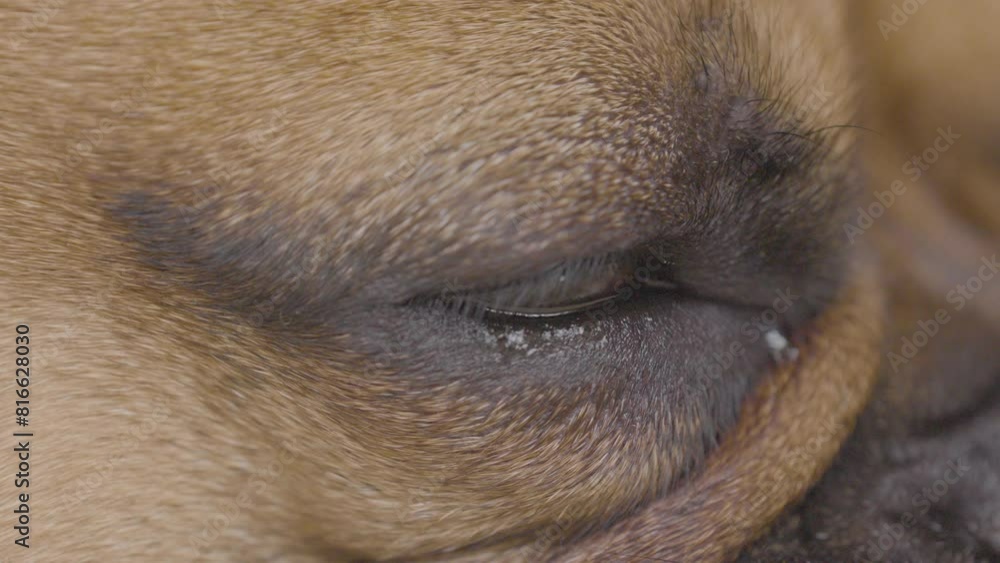 A close-up of a dog's face, focusing on its eye and part of its muzzle ...