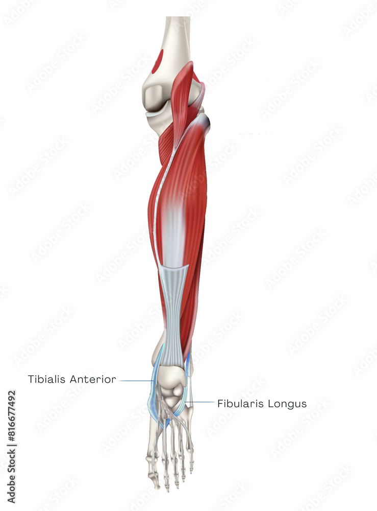 Lower leg of the spiral line (Stirrup) - tibialis anterior, fibularis ...