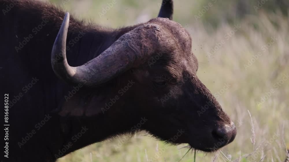 Herd of Cape Buffalo in South Africa Stock Video | Adobe Stock