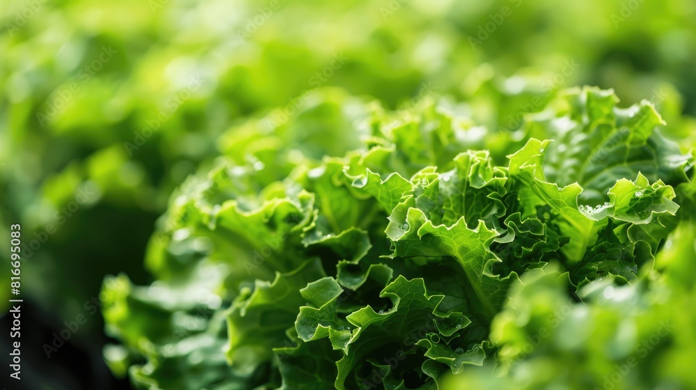 A close-up of hydroponic lettuce plants thriving in a controlled ...