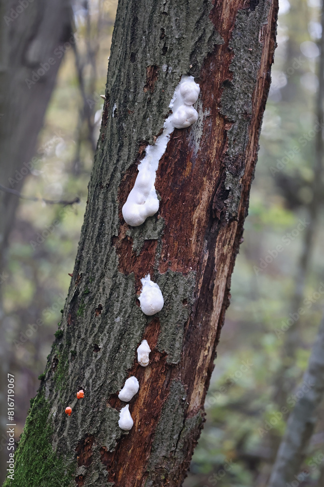 Reticularia lycoperdon, also called Enteridium lycoperdon, commonly ...