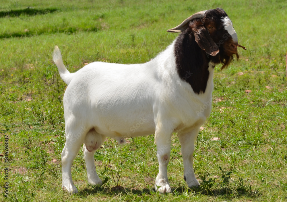 Male Boer goat in Brazil. The Boer is a breed developed in South Africa ...