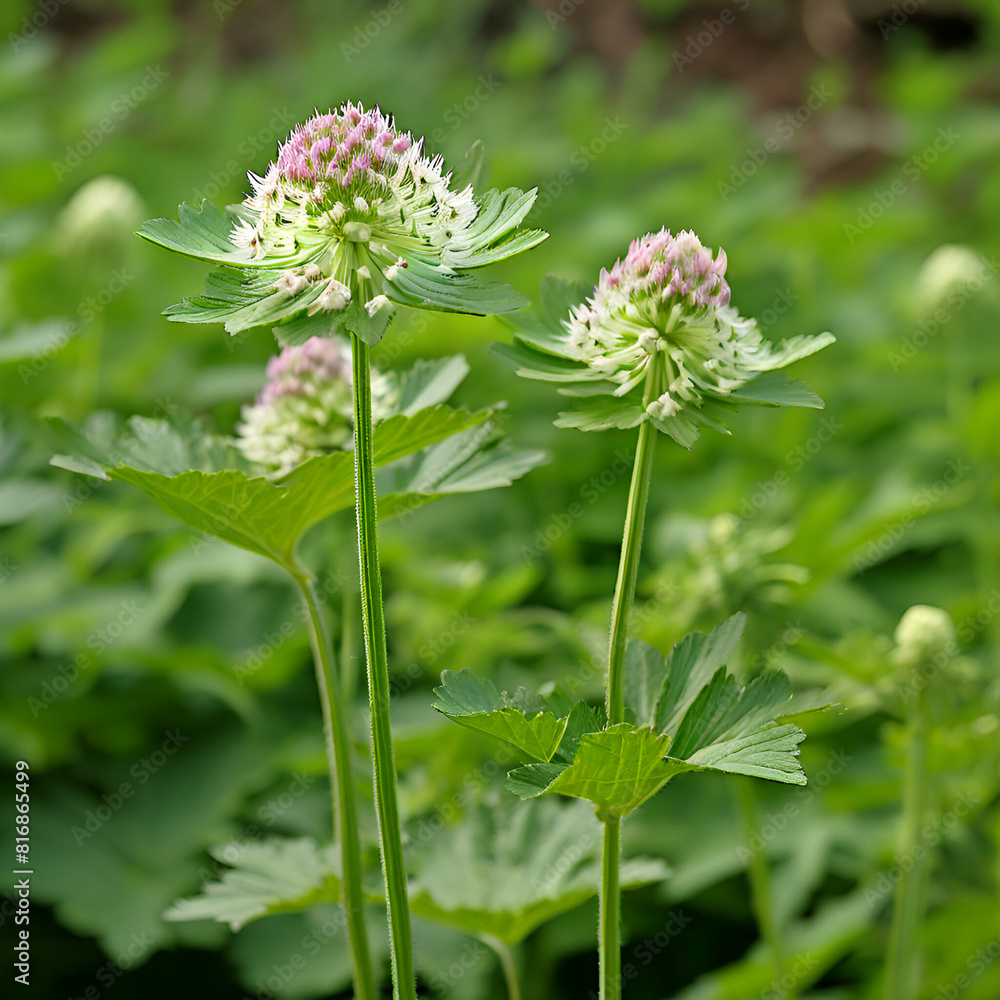 great masterwort astrantia major masterwort ,great masterwort astrantia ...
