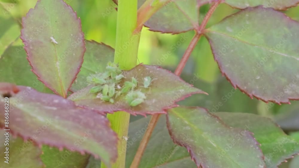 Green aphids on roses. Aphidoidea. Pests damage the plant and spread ...