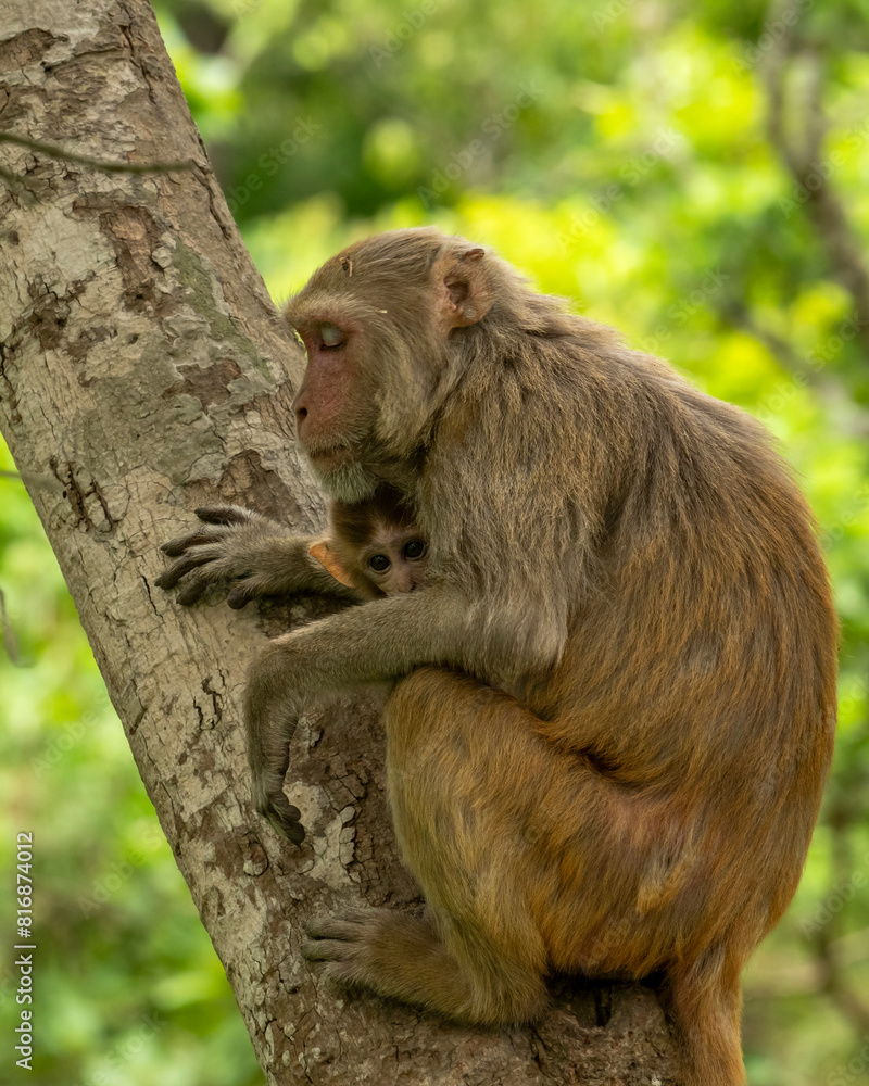 Tender moment Mother loving her baby on her lap Rhesus macaque or ...