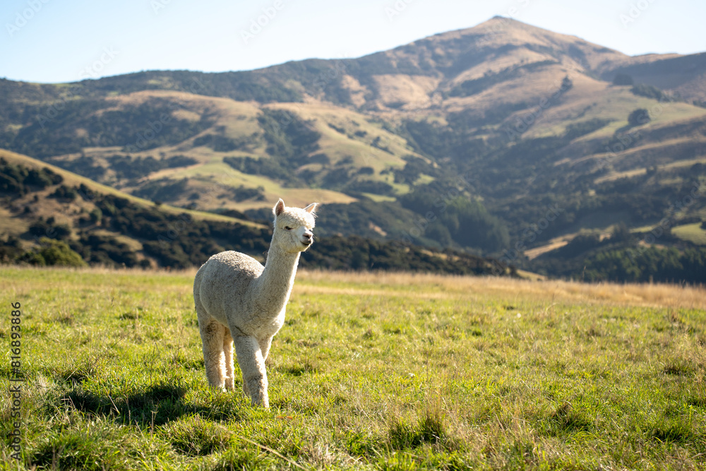 Selective focus of a cute curly white alpaca walking alone under the ...