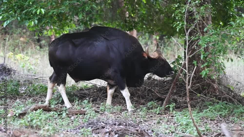 A muscular Indian gaur walks in the shade of the trees at Kanha ...
