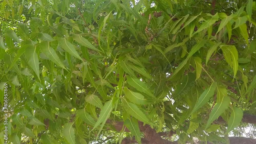 Beautiful Indian Neem Leaves Drifting Through the Air. The Beauty of ...