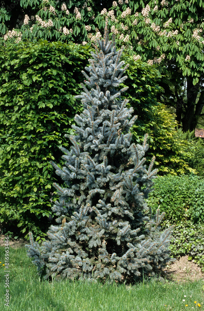 Picea pungens 'Koster' , Epicea du Colorado Stock Photo | Adobe Stock