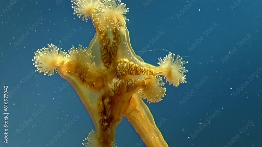 Video features Lucernaria jellyfish, showcasing its unique morphology ...