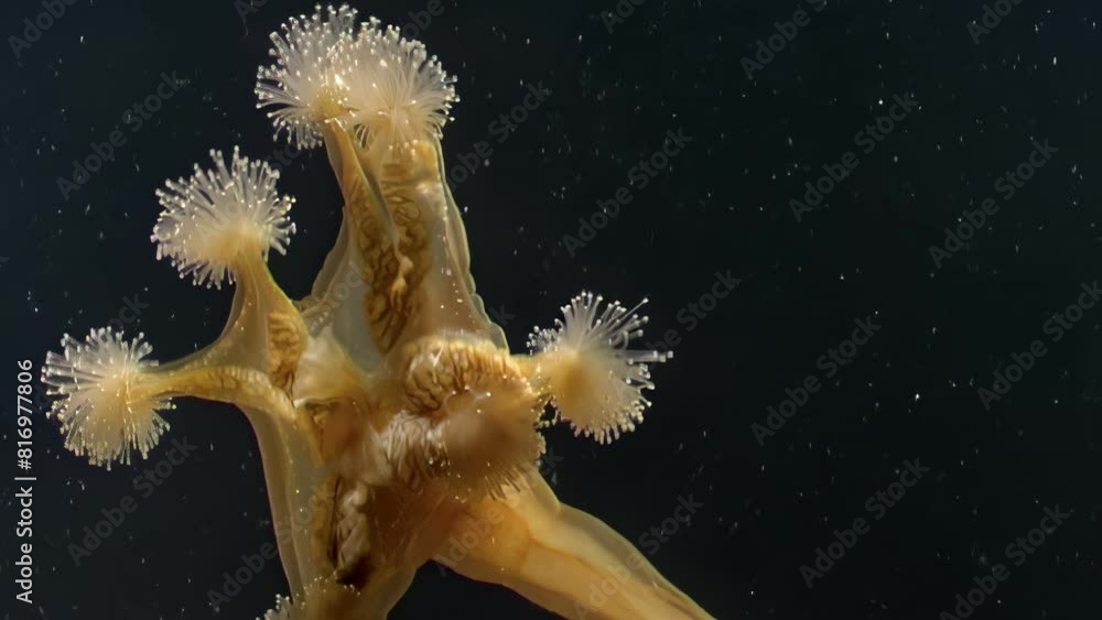 Video captures unique close-up of Lucernaria jellyfish's tentacles ...