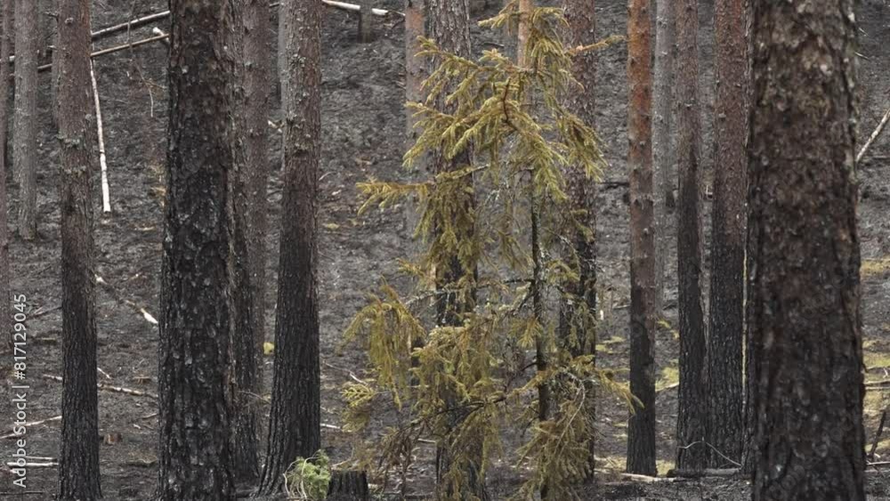 Tall tree trunks standing in a burnt forest with a single greenish tree ...