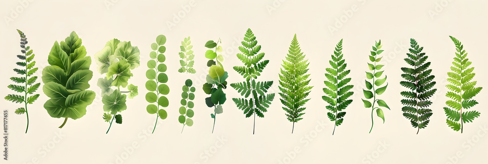 Exploring the Diverse Fern Species in Detail: An Illustrated Guide to ...