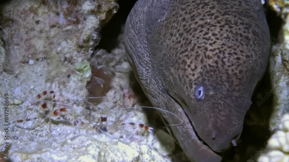 Captured in natural habitat, moray eel peers out from coral crevice in ...