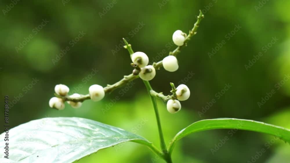 Chloranthus officinalis (Chloranthus erectus, Lowland Chloranthus, Rami ...