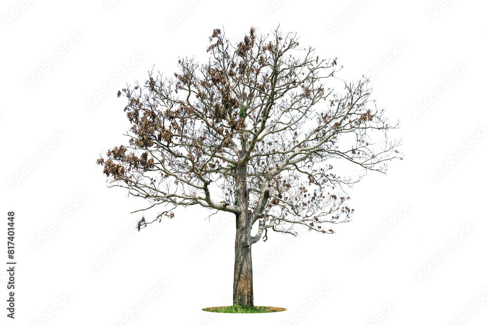 Dry branch of big dead tree with cracked dark bark stem. Beautiful old ...