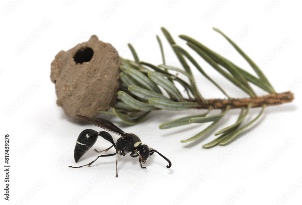 Fraternal potter wasp (Eumenes fraternus) in front of the mud nest it ...