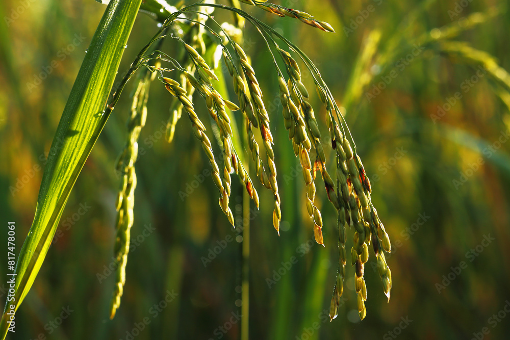 Ear of rice. Close-up to thai rice seeds in ear of paddy. Beautiful ...