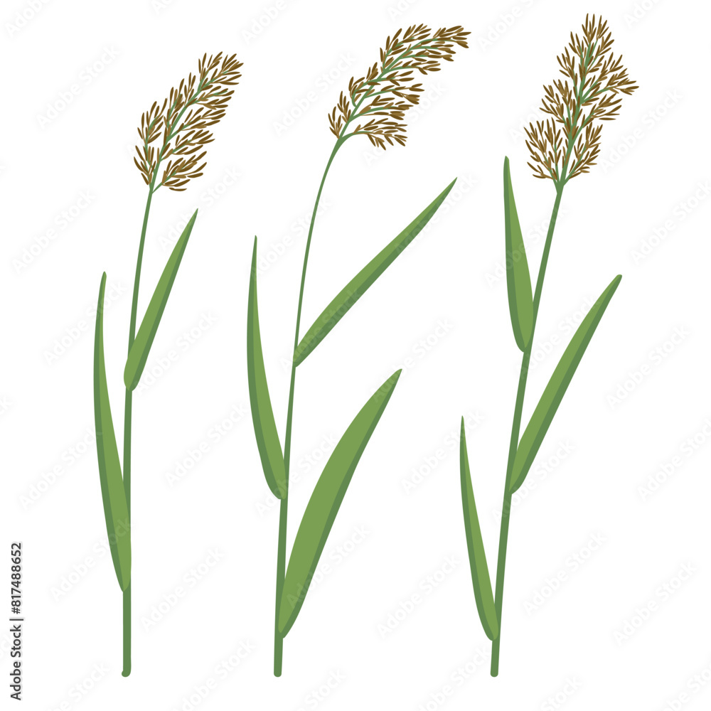 reed, vector drawing wild plants at white background, set of floral ...