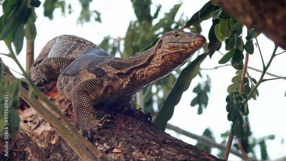 lizard on tree Common Water Monitor ,Varanus salvator , exotic animal ...