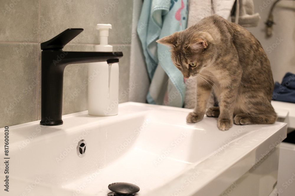 Funny portrait of cat drinking water from black tap in modern bathroom ...