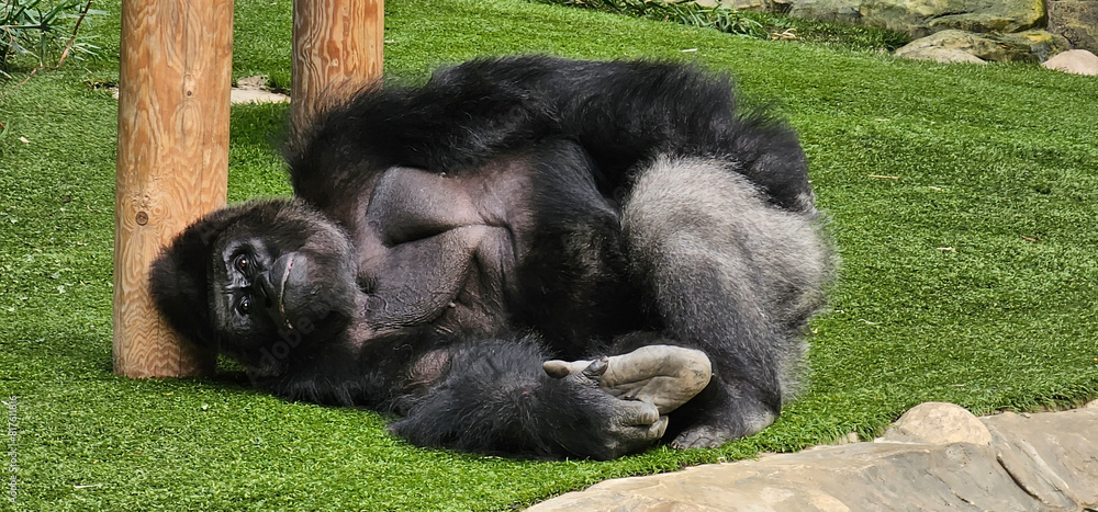 Silverback gorilla lying on grass and playfully grabbing its foot while ...