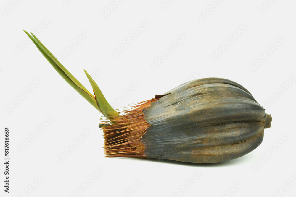 sprout of nipa palm isolated on white background . Mangrove tree. Stock ...